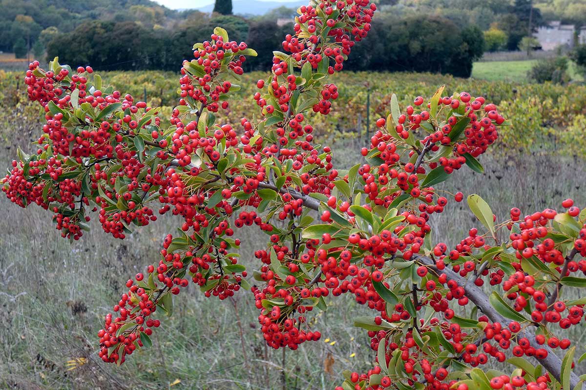 Les différents types de plantes selon leur taille