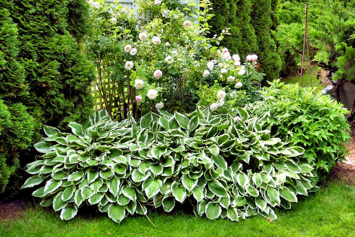 Les 10 plantes qui poussent à l’ombre pour votre jardin