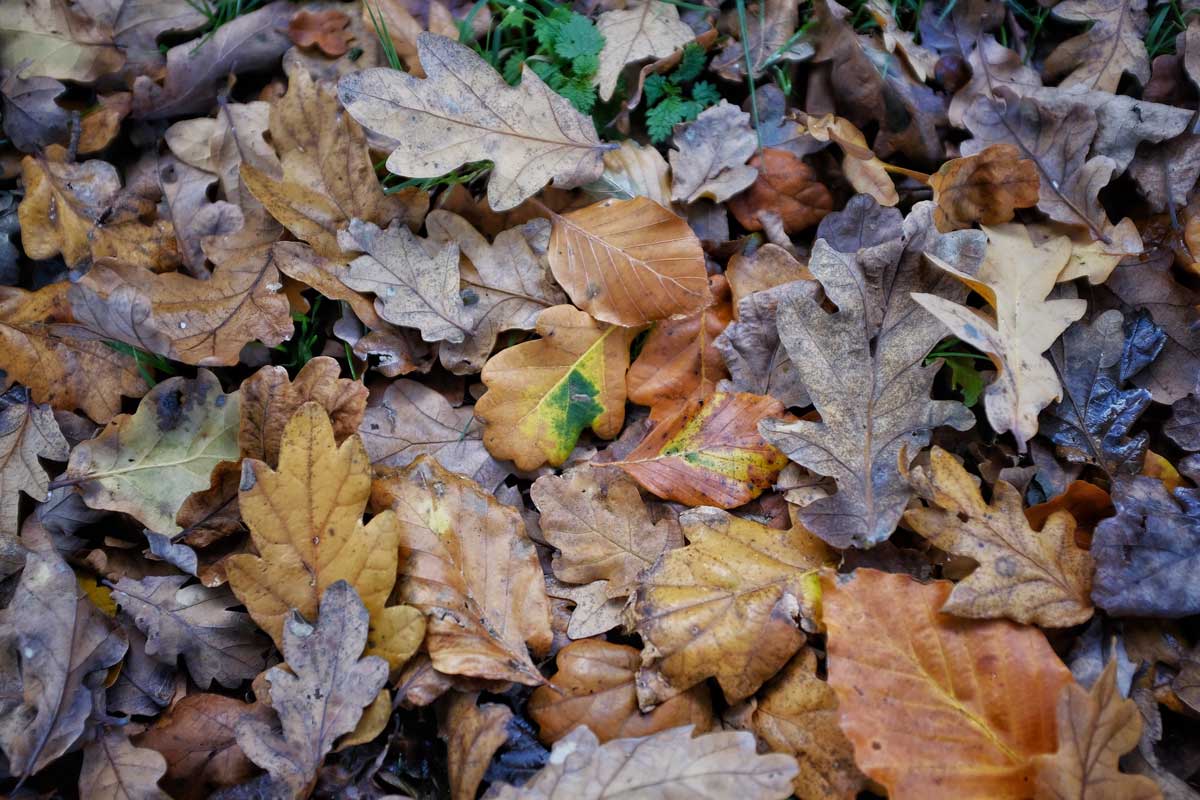 La feuille de chêne : caractéristiques, utilisation et importance dans ...