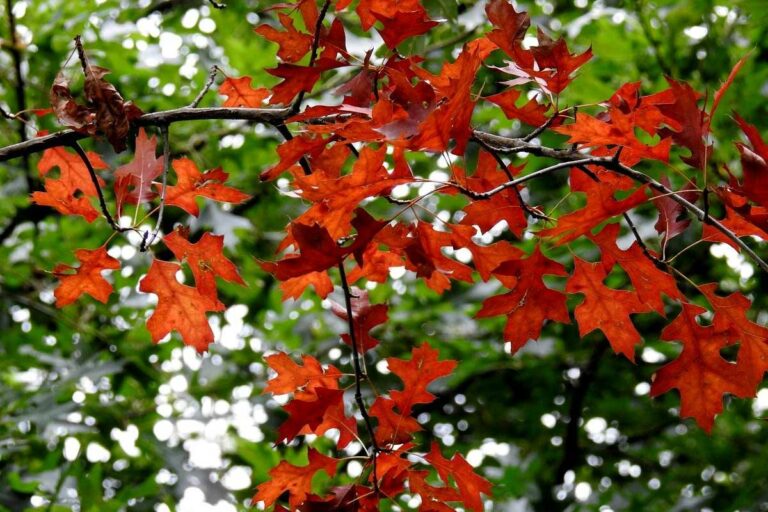 Connaître et différencier les différents types de chênes dans votre jardin