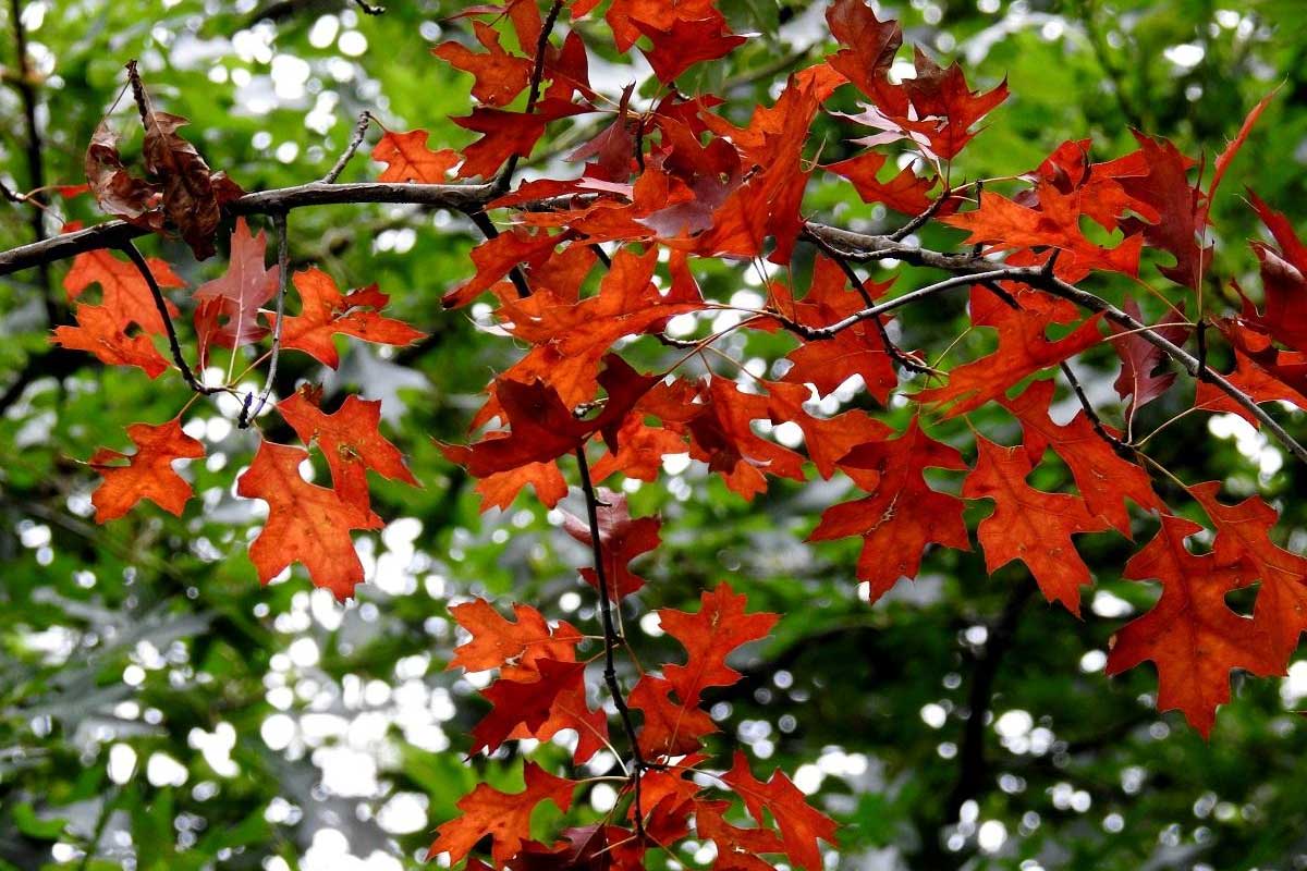 Connaître et différencier les différents types de chênes dans votre jardin