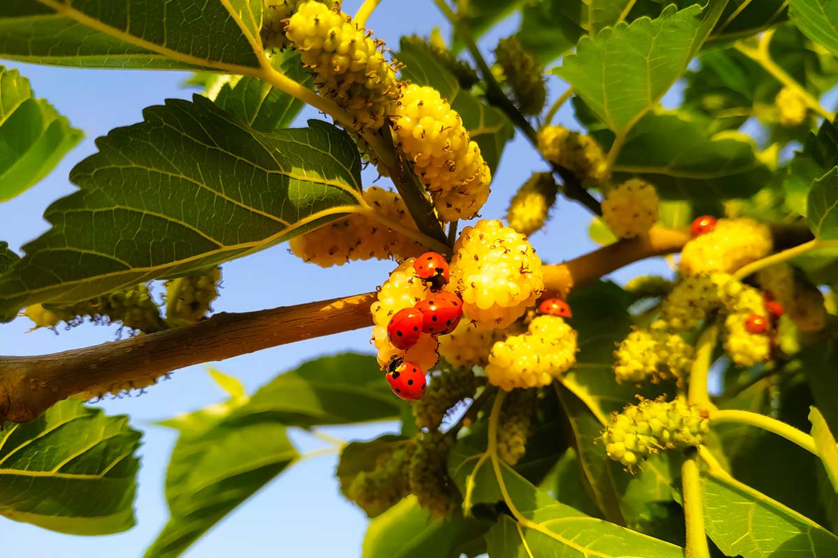 Comment prendre soin de votre mûrier (Morus Alba) : ce qu'il faut savoir