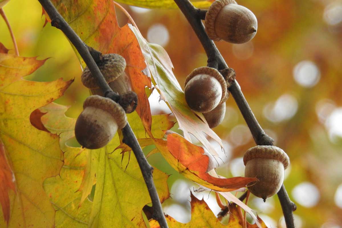 Types de chêne vert (Quercus Ilex) : feuilles, fruits et fleurs.