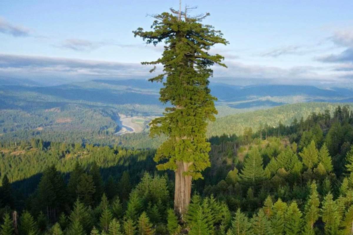Quel est le plus grand arbre du monde ? Où il se trouve, quelle est sa ...