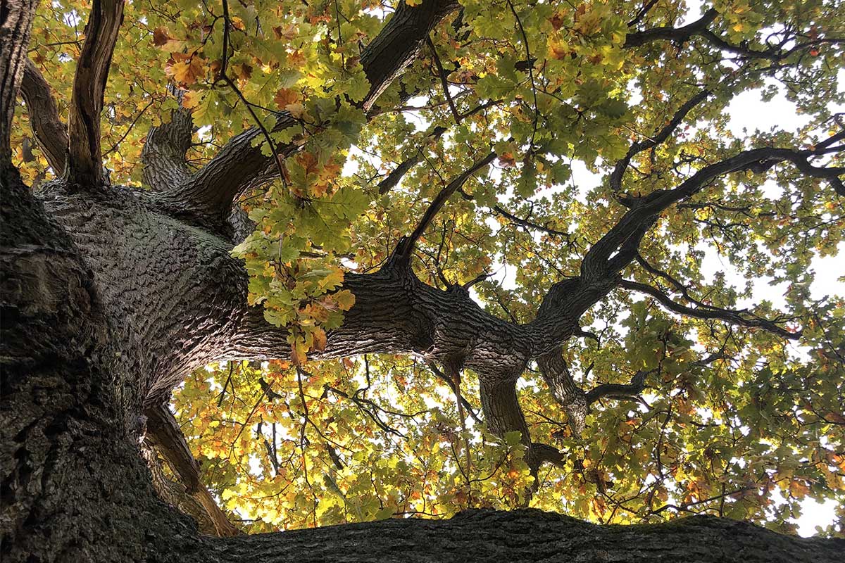Connaître et différencier les différents types de chênes dans votre jardin