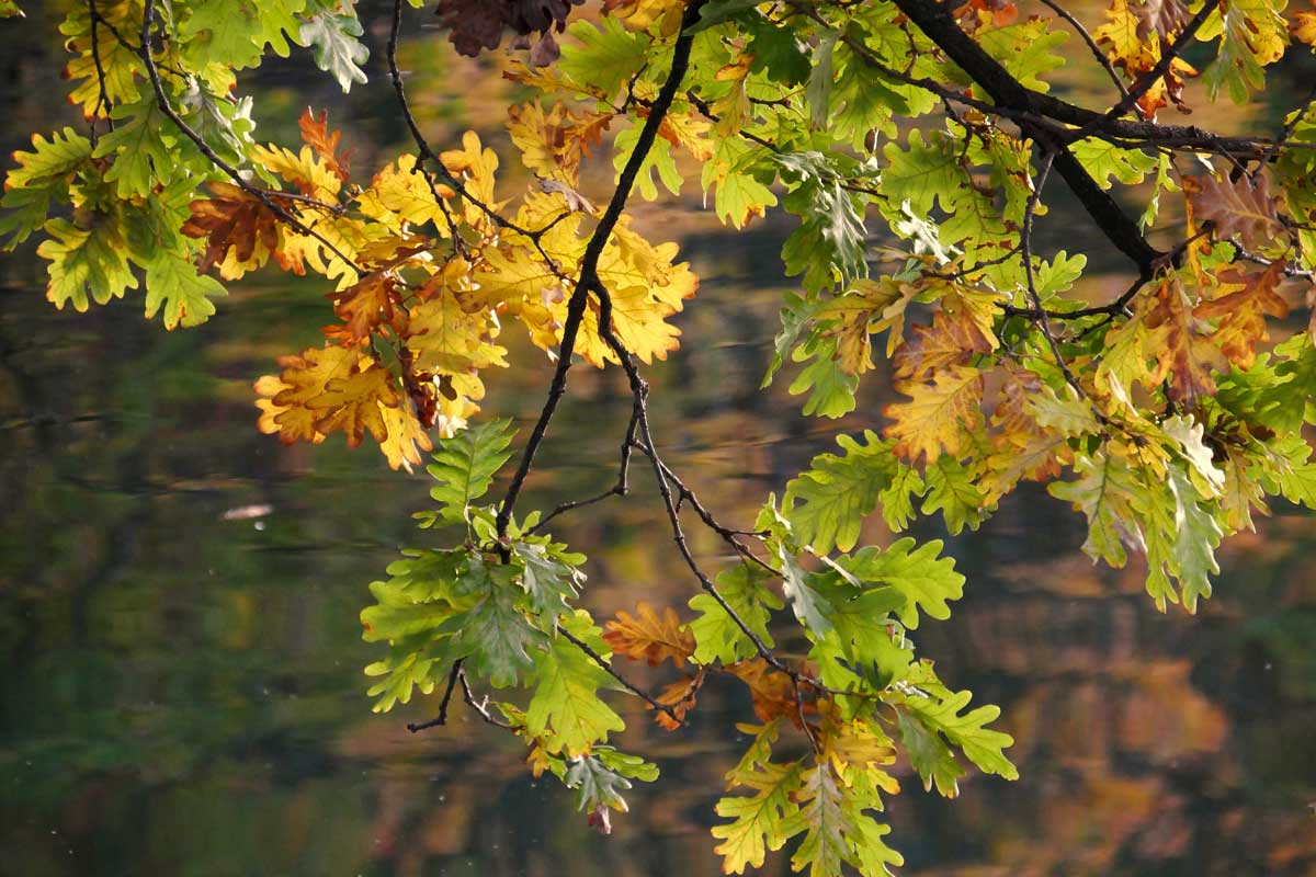 La feuille de chêne : caractéristiques, utilisation et importance dans ...
