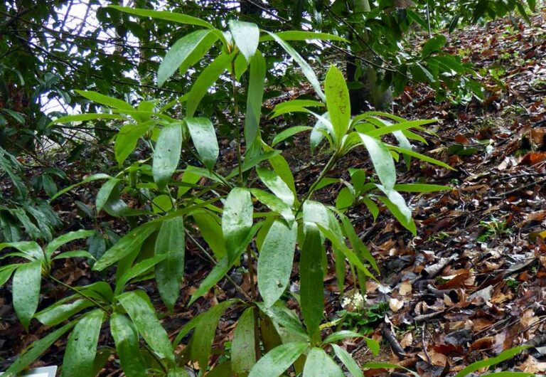D'où provient la cannelle et quelle est l'espèce d'arbre qui la produit