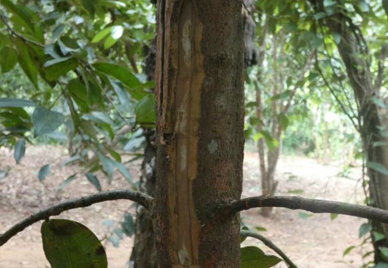 D'où provient la cannelle et quelle est l'espèce d'arbre qui la produit